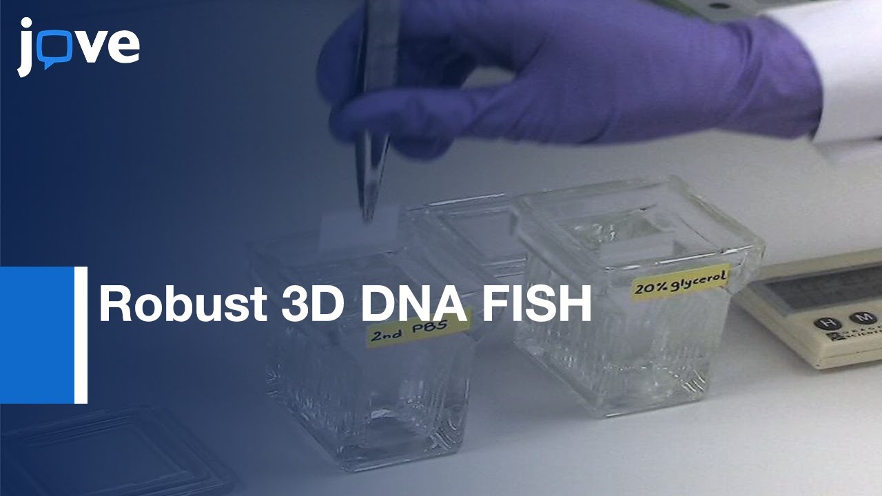 Robust 3D DNA FISH Using Directly Labeled Probes l Protocol Preview ...