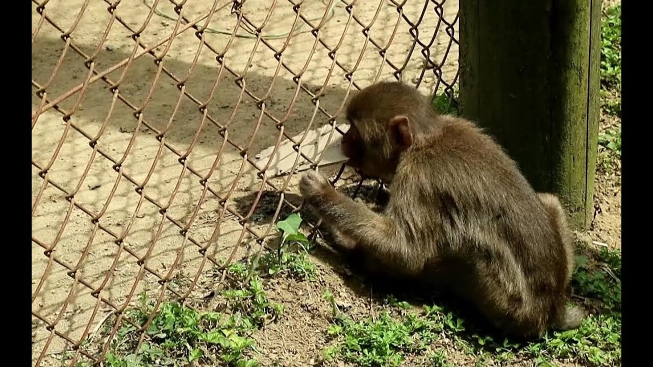 Wild monkey approaches a cage of monkey being bred - YouTube