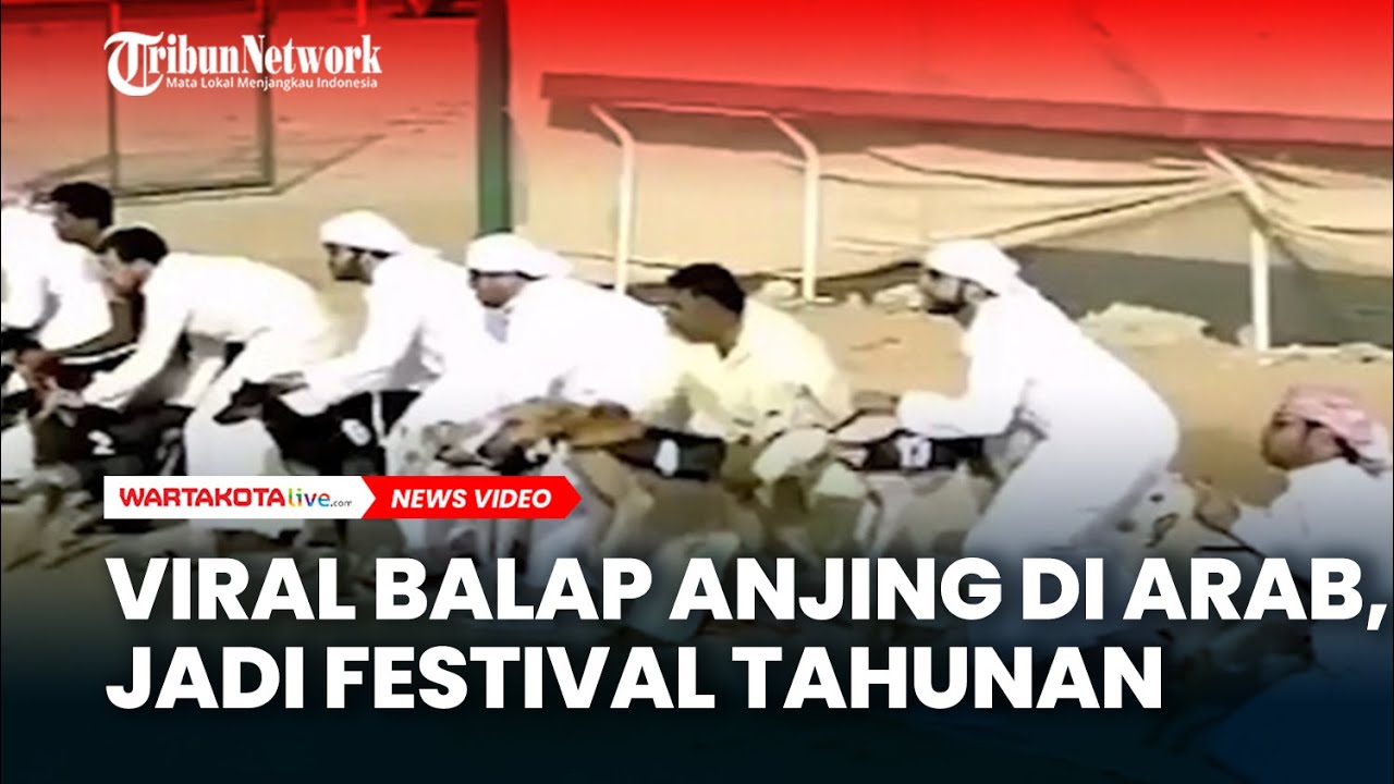 Viral Balap Anjing di Arab, Ternyata Jadi Festival Tahunan - YouTube