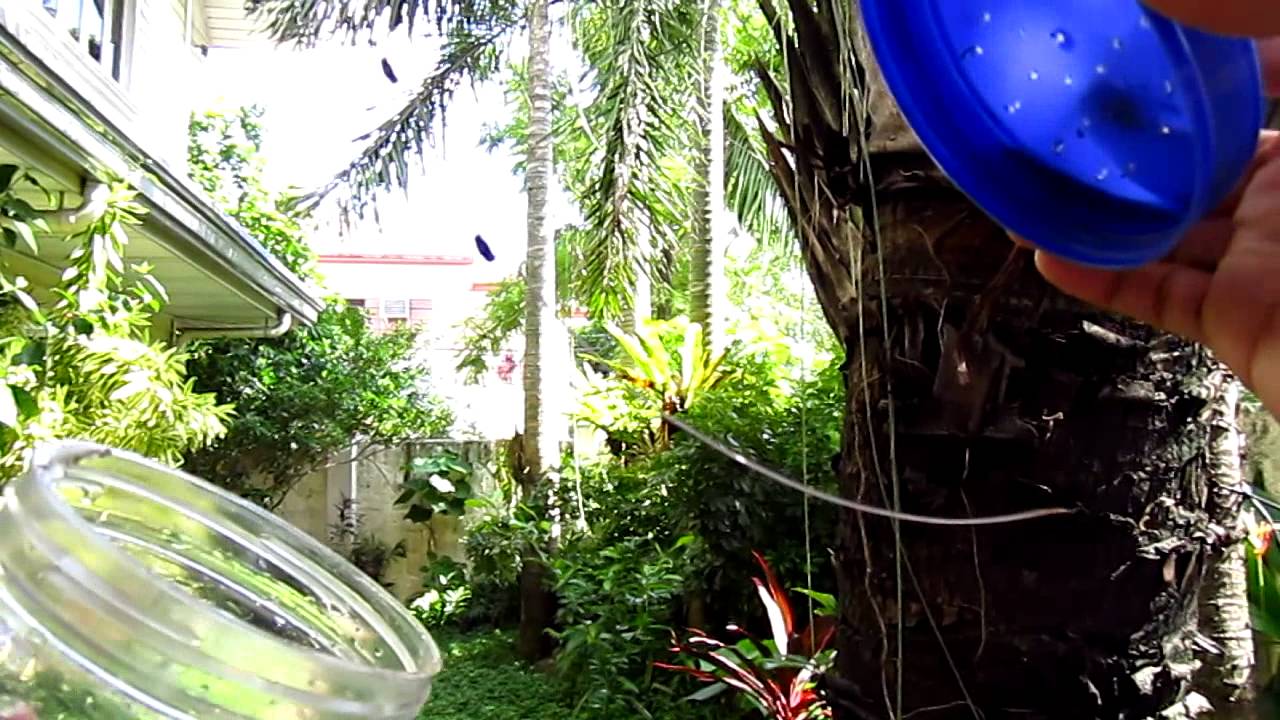 How to catch flies for your pet Tarantulas, lizards or frogs. 2 flies ...