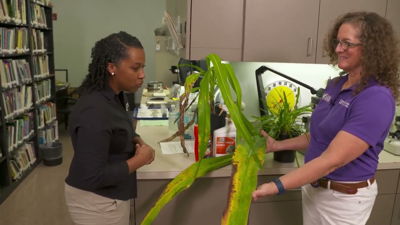 Extension Solutions | Crinum Lily Rust - YouTube