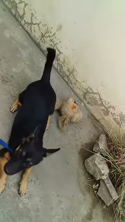 El perrito de la casa jugando - YouTube
