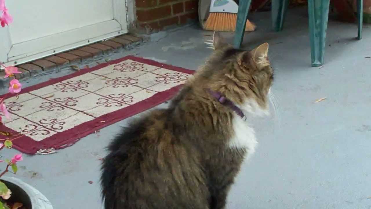 The Further Adventures of Kramer the Cat-Volume 12: Look What the Cat ...