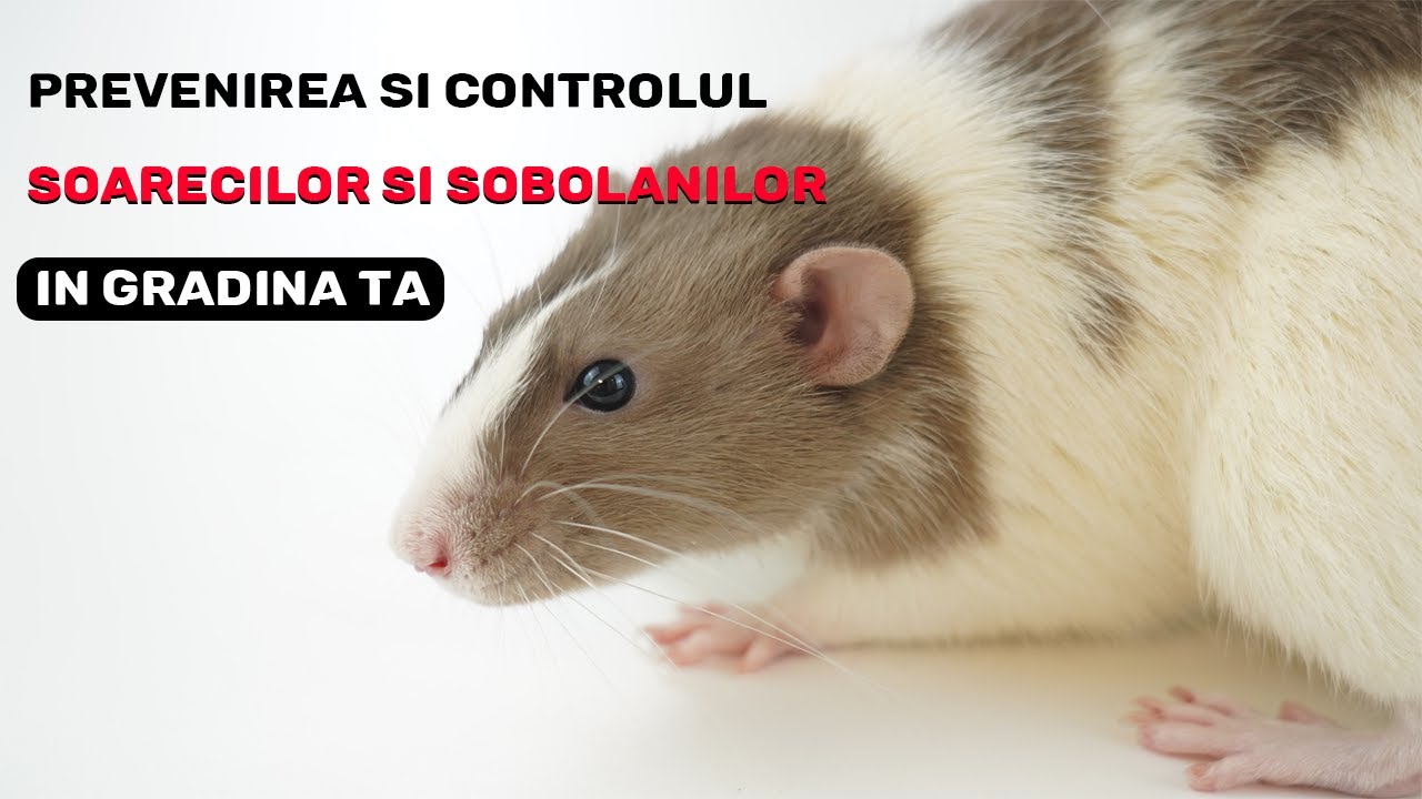 SCAPA DE SOARECI SI SOBOLANI | INVATA CUM POTI SCAPA DE ROZATOARE ...