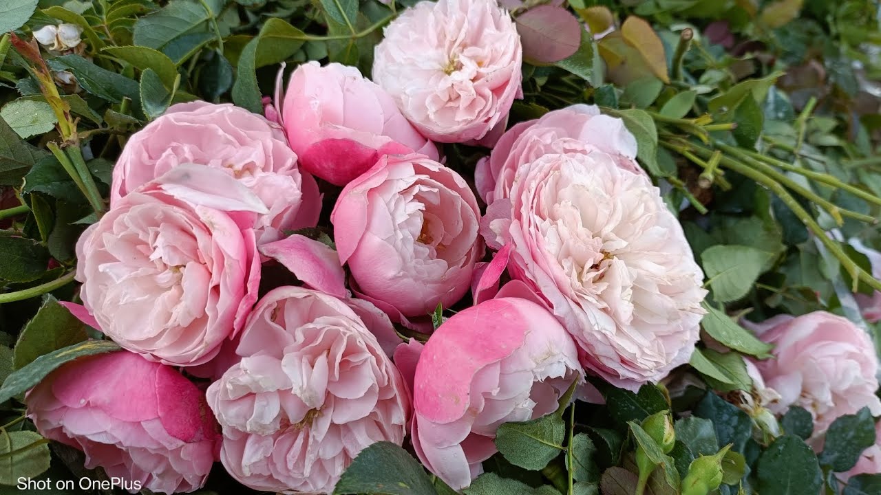 Few varieties of #d.a#rose.. - YouTube