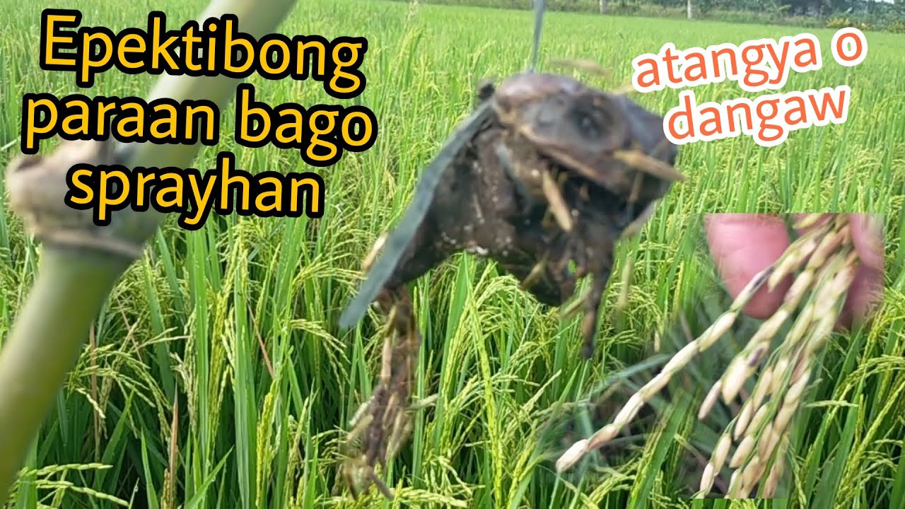 Mabisa at epektibong paraan sa pagpuksa ng peste sa palay.(dangaw ...
