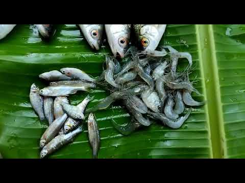 barir pukur er mach😜 - YouTube