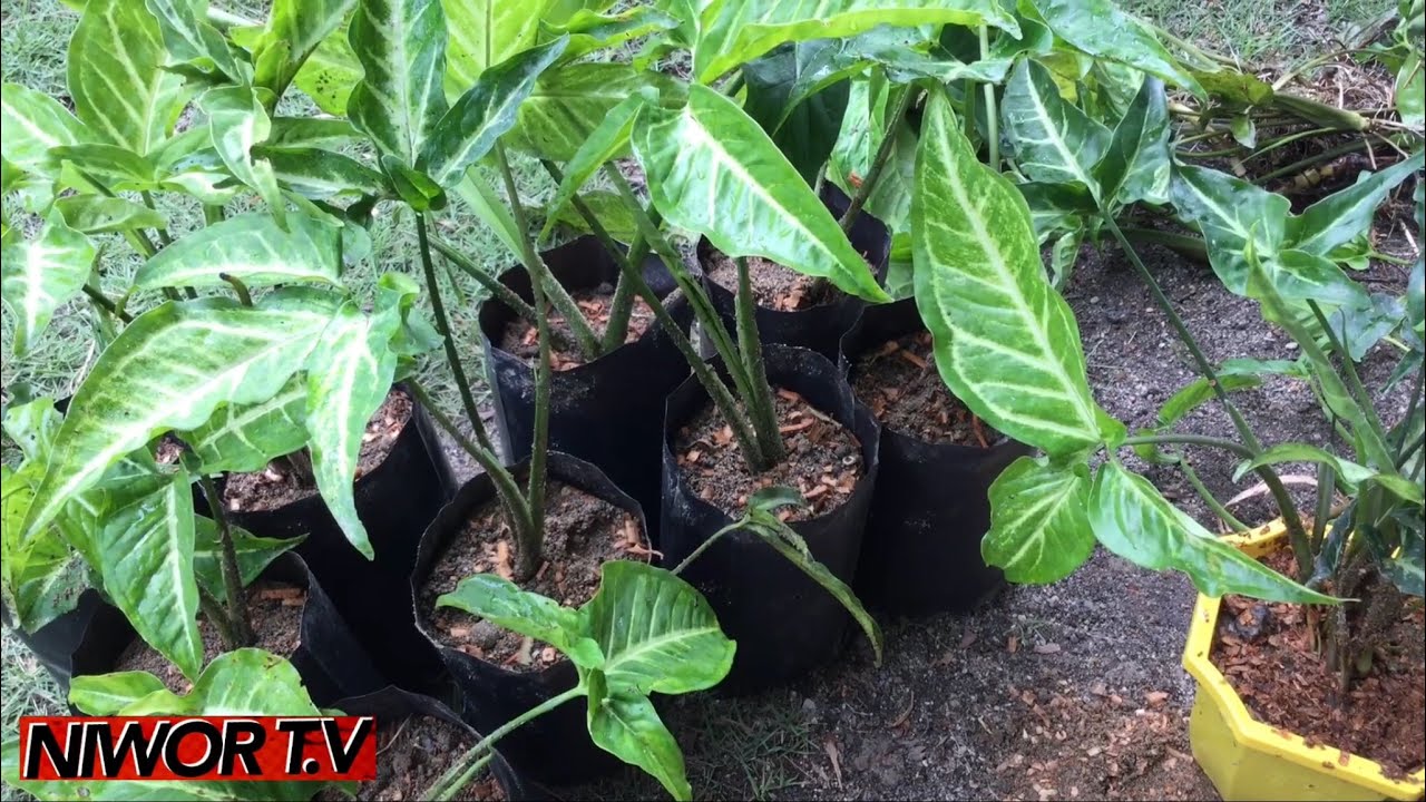 Propagating Arrowhead Syngonium Youtube