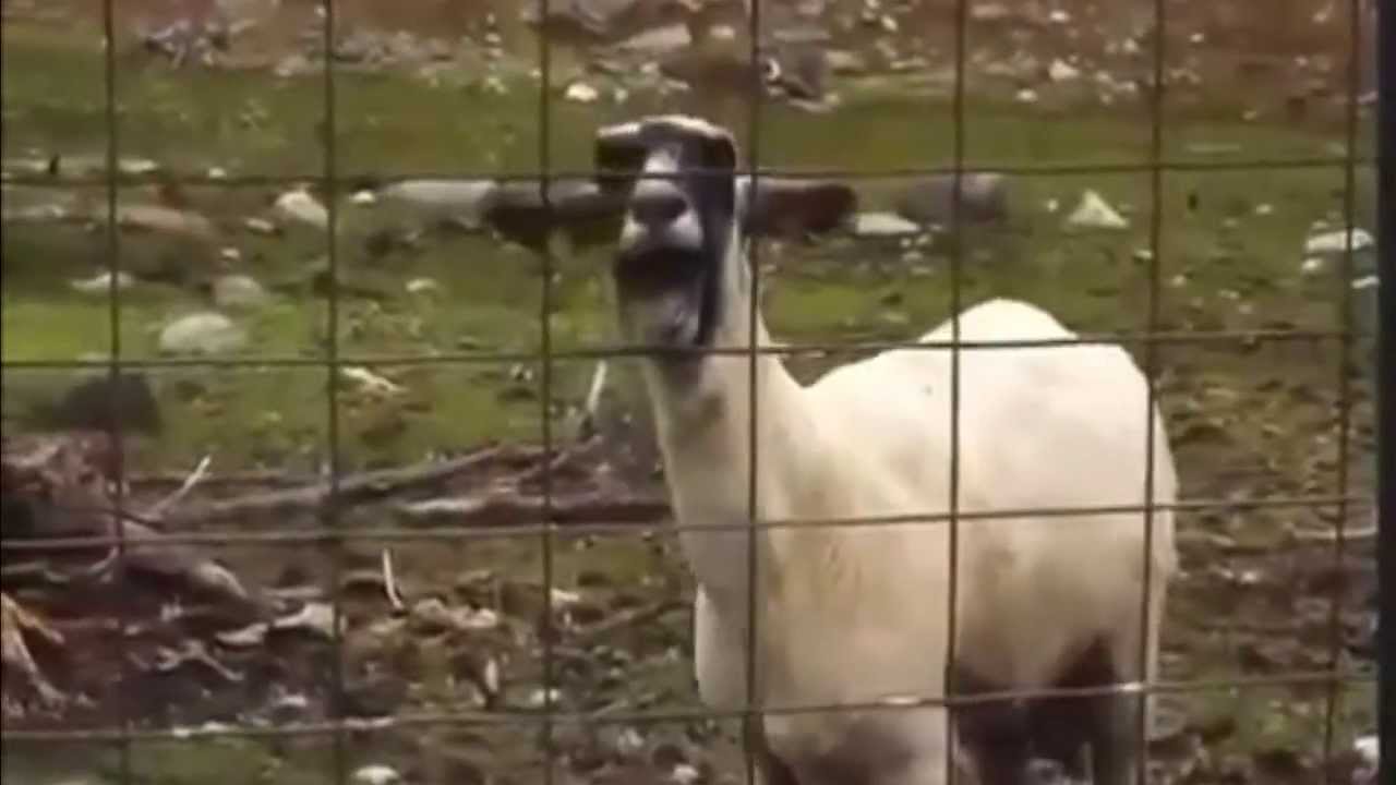Cabras Gritando ''Hit Parade Do Bodinho'' - YouTube