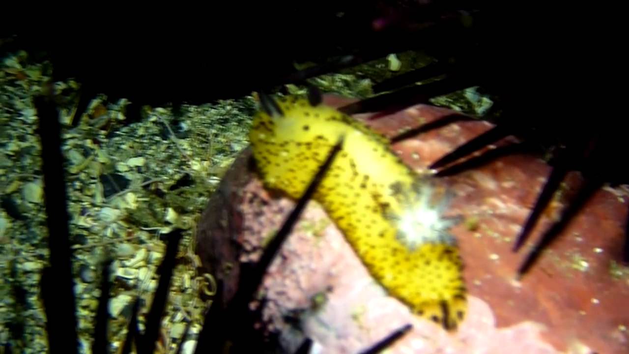 [Amazing Animals]Sea bunnies: Japanese netizens going nuts for super ...