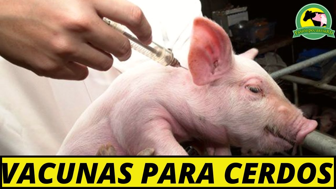 VACUNAS PARA CERDOS ¿Cuándo Y Para Qué? - YouTube