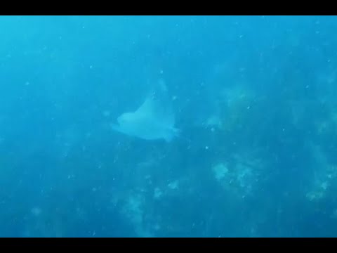 28052020 | Kirra Reef [Queensland] Dive - YouTube