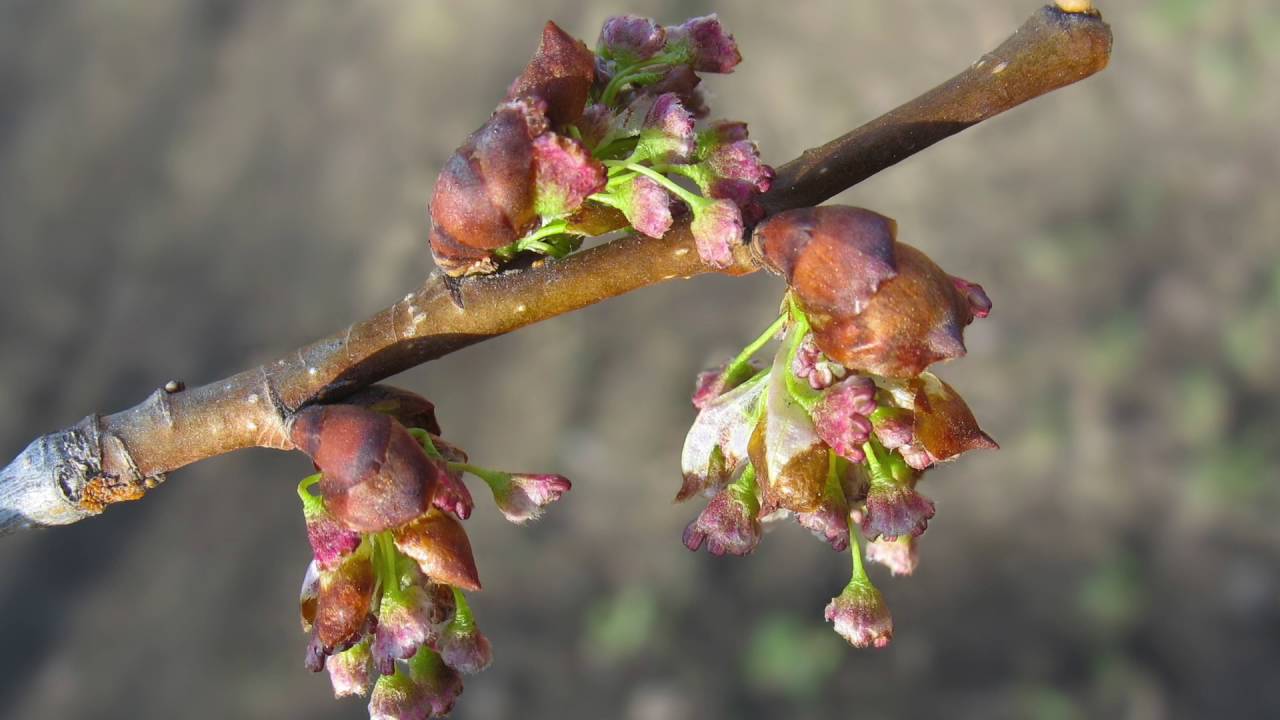 La fleur de Bach Elm ou Orme - YouTube