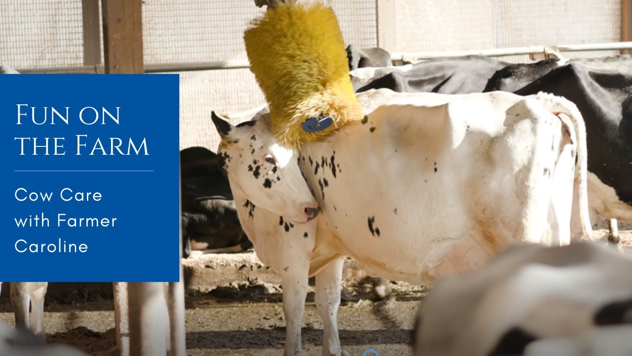 Fun on the Farm | Cow Care with Farmer Caroline - YouTube