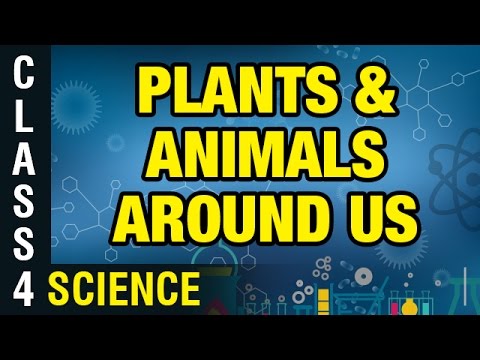Plants & Animals Around Us | 4th Class General Science | Digital ...