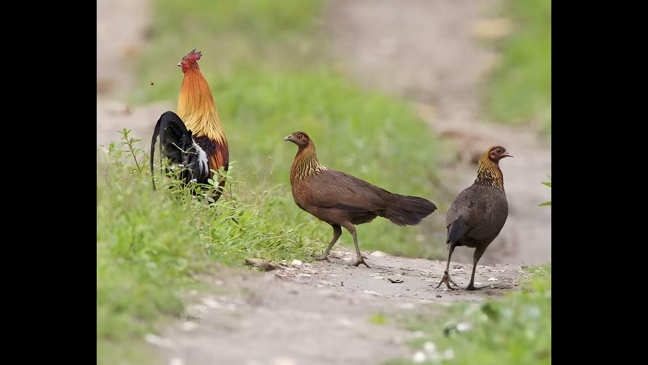 Suab Poj qaib seev thiab tsauj zoo heev |2023| - YouTube