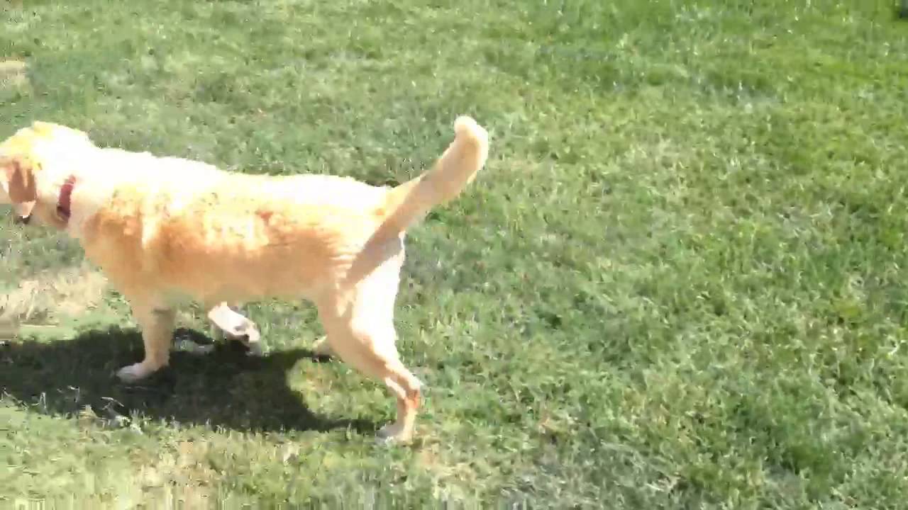 Enterprise over our house - YouTube