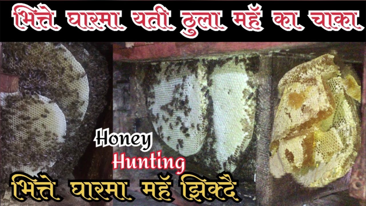 Arganik Bee Hive | Honey Hunting at Home | How To Honey Bee Farming at ...
