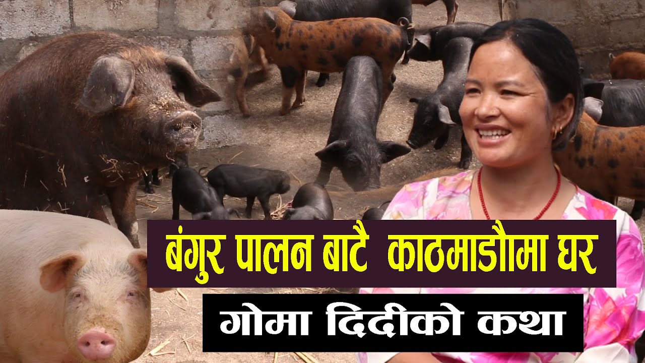 बंगुर पालन बाटै काठमाडौँमा घर गोमा दिदीको संघर्षको कथा || Bangur Farm ...