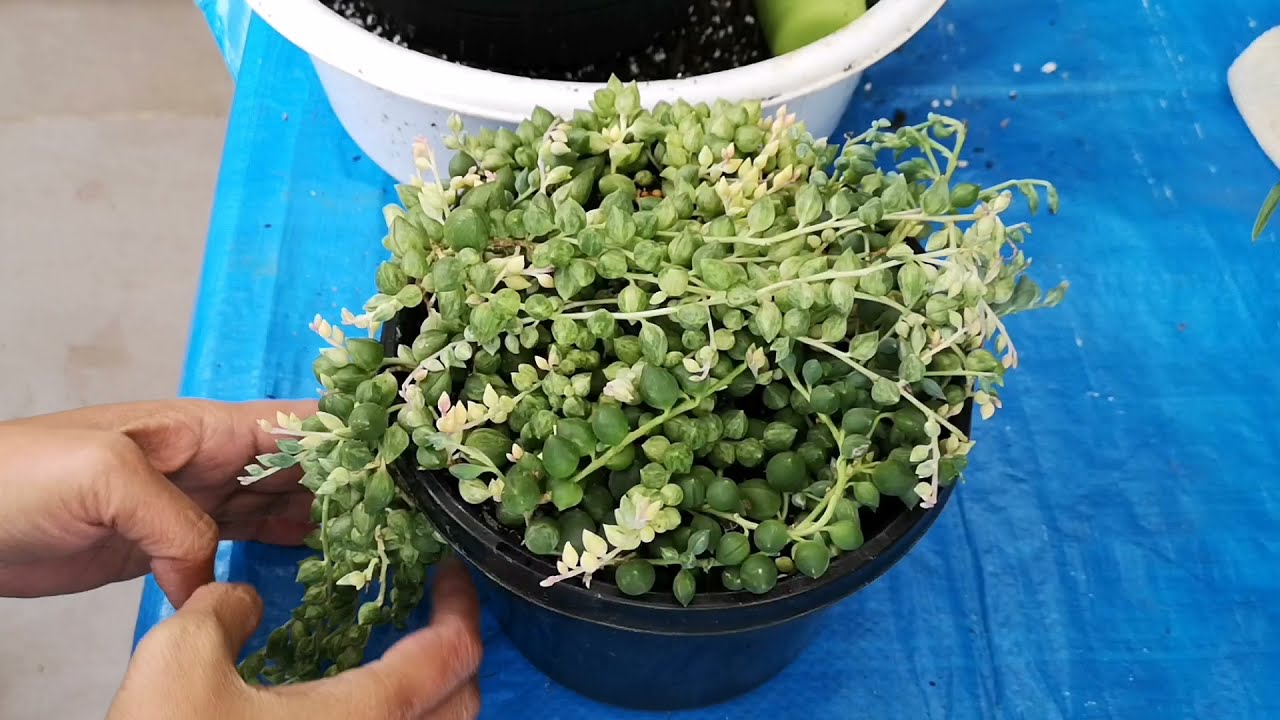 Easy Steps in Repotting Angel Tears Succulent | bikolanahardinera - YouTube