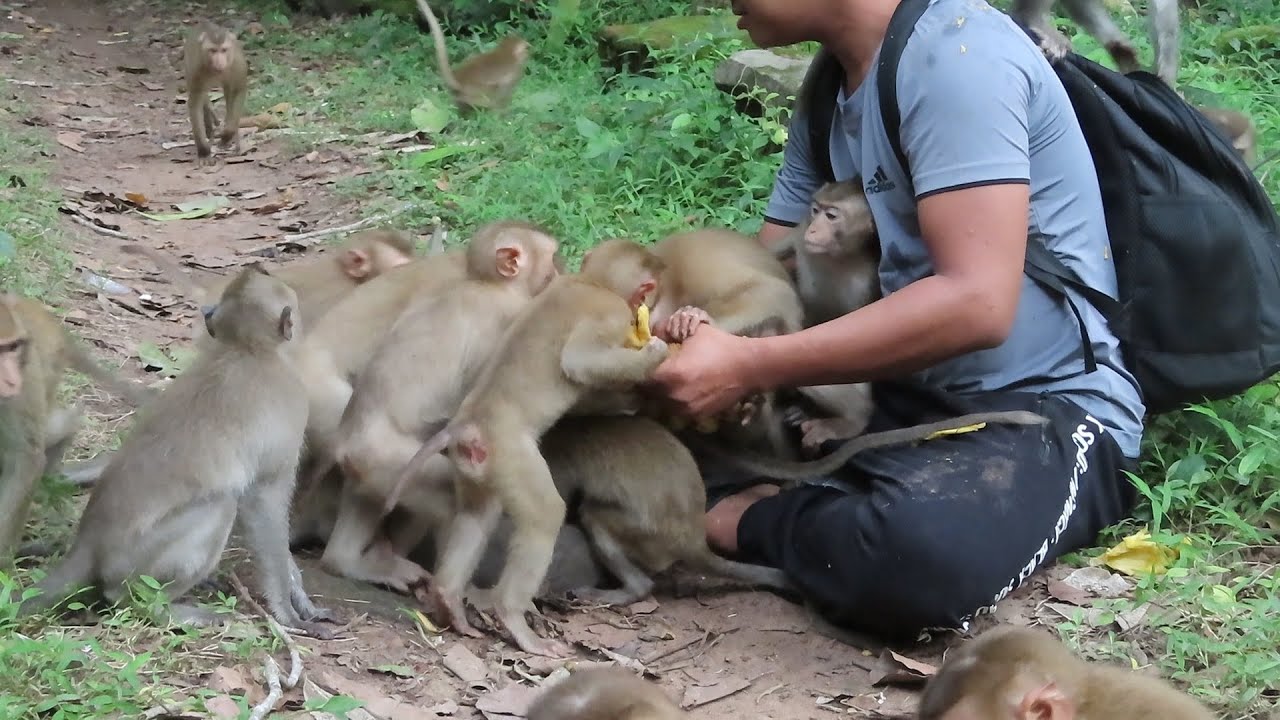 Gentle man feeding all monkey on sovanna team at evening before sleep ...