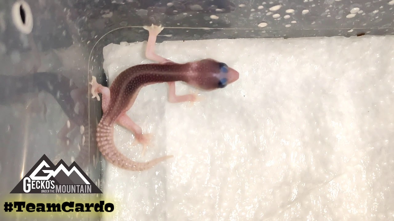 Leopard Gecko Hatching "TIMELAPSE" - YouTube