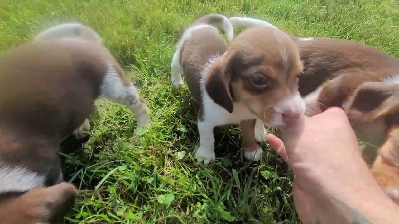 Coco x Maverick Puppies 4 Weeks Old! Super Cute Chocolate Beagles ...