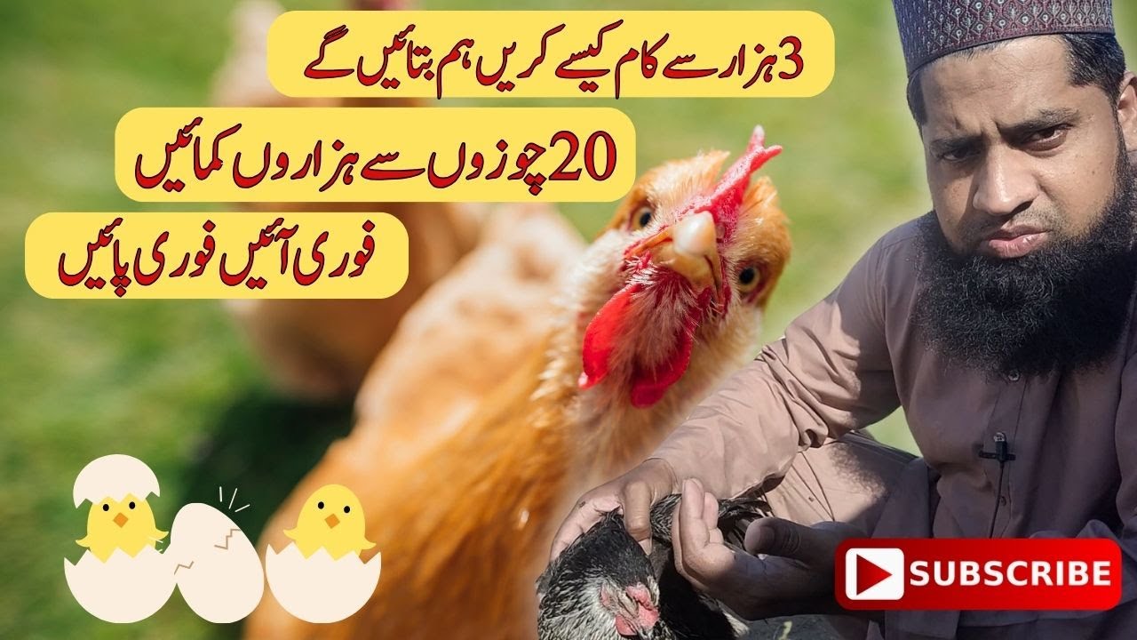 Hen Farming in Pakistan | Smart Hen Farm in Pakistan |Small Free Range ...