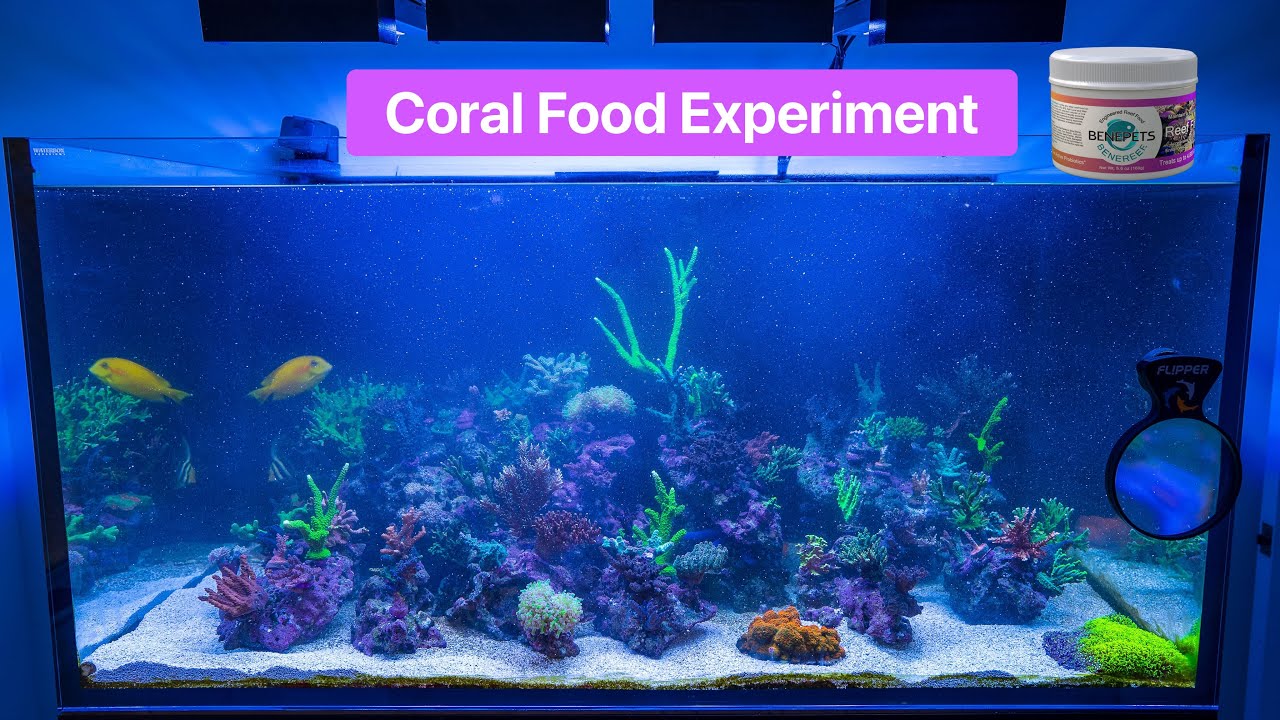 Aquarium Overview / Coral Food Experiment - YouTube