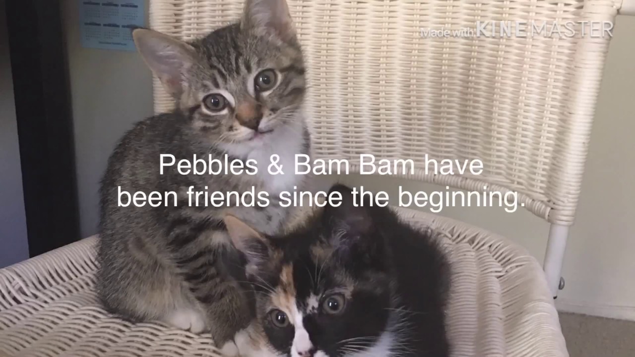 Kittens become best friends. - YouTube