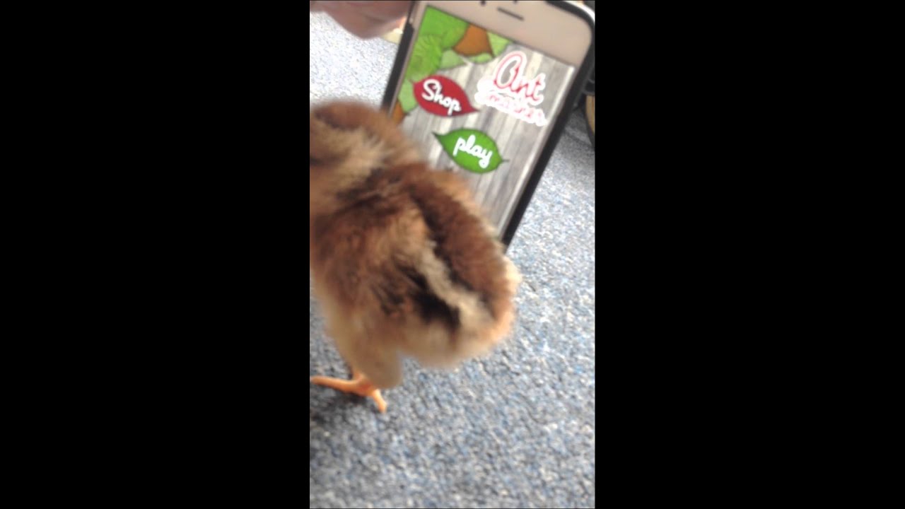 Chicken playing a game on iPhone - YouTube