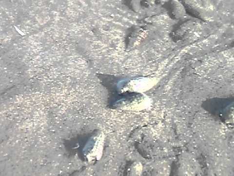 Sea shells moving - YouTube
