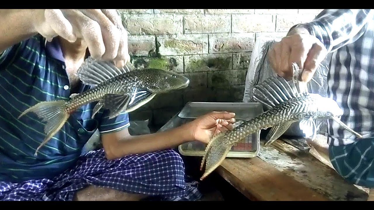 Almost Extinct | This Fish is Seen in a Fish Fair in Bangladesh ...