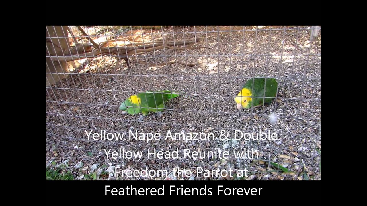 Yellow Nape Amazon & Double Yellow Head Reunite with Freedom the Parrot ...