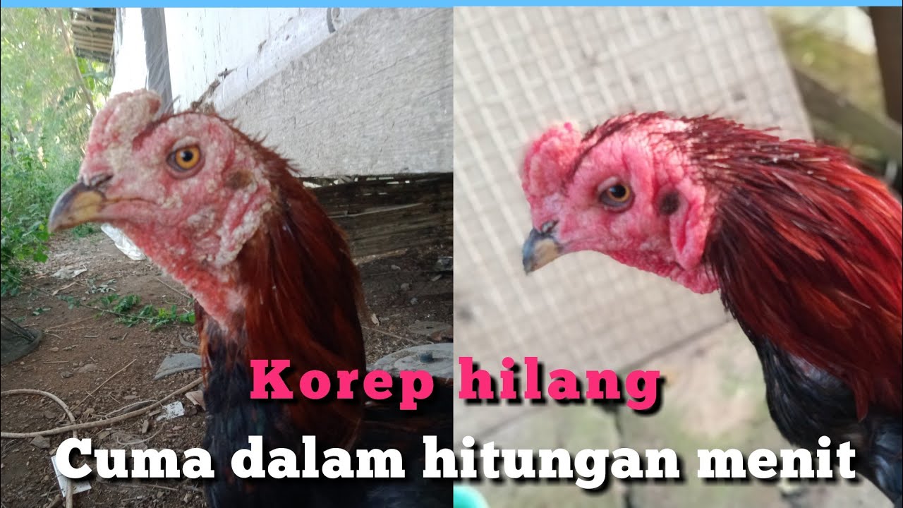 mengobati ayam korep/kurapan hanya dalam beberapa menit,😱😱😱😱 ...