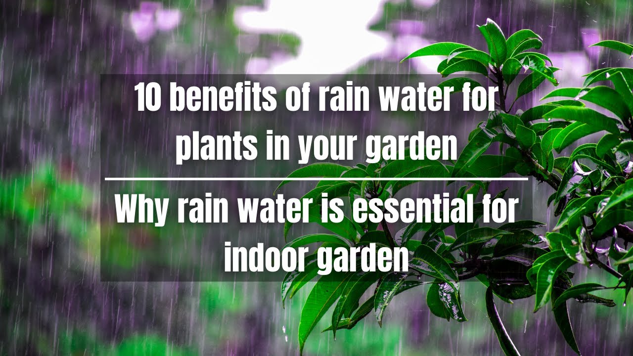 10 benefits of rain water for plants in your garden | Why rain water is ...