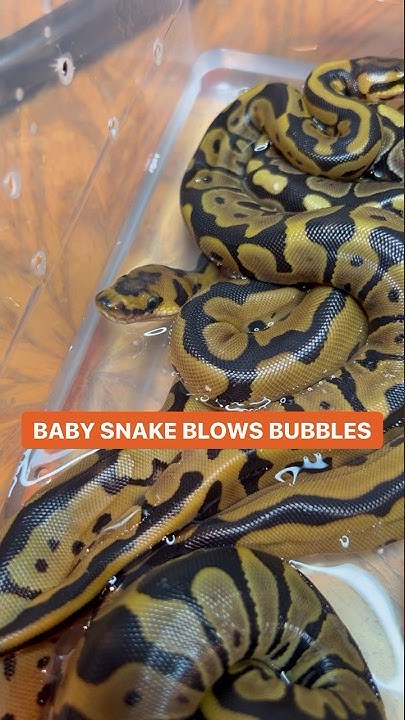 Baby snake blows bubbles #ballpython #reptiles #pets #snake #viral # ...