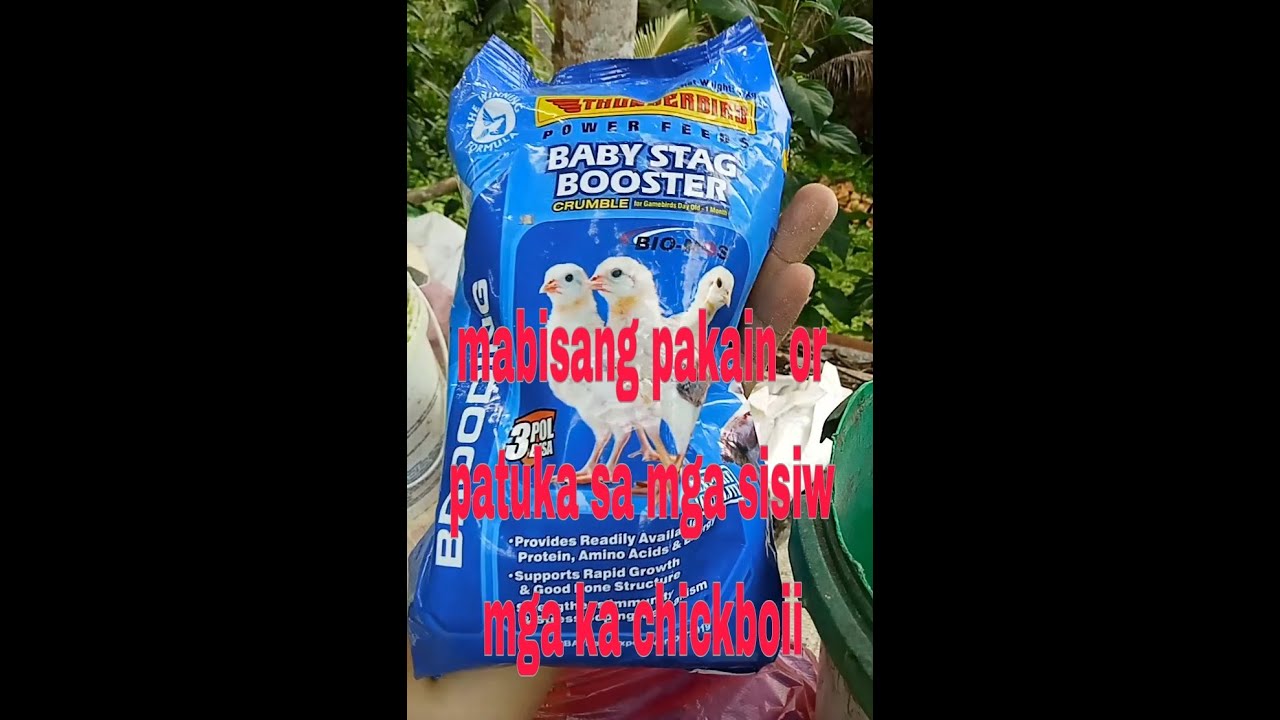 Magandang patuka or pakain sa mga sisiw Mula day old to 1 month # ...
