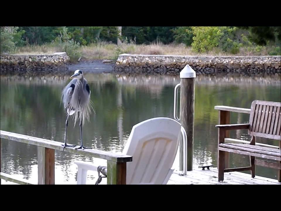 Big Bird shakes off powder down... - YouTube