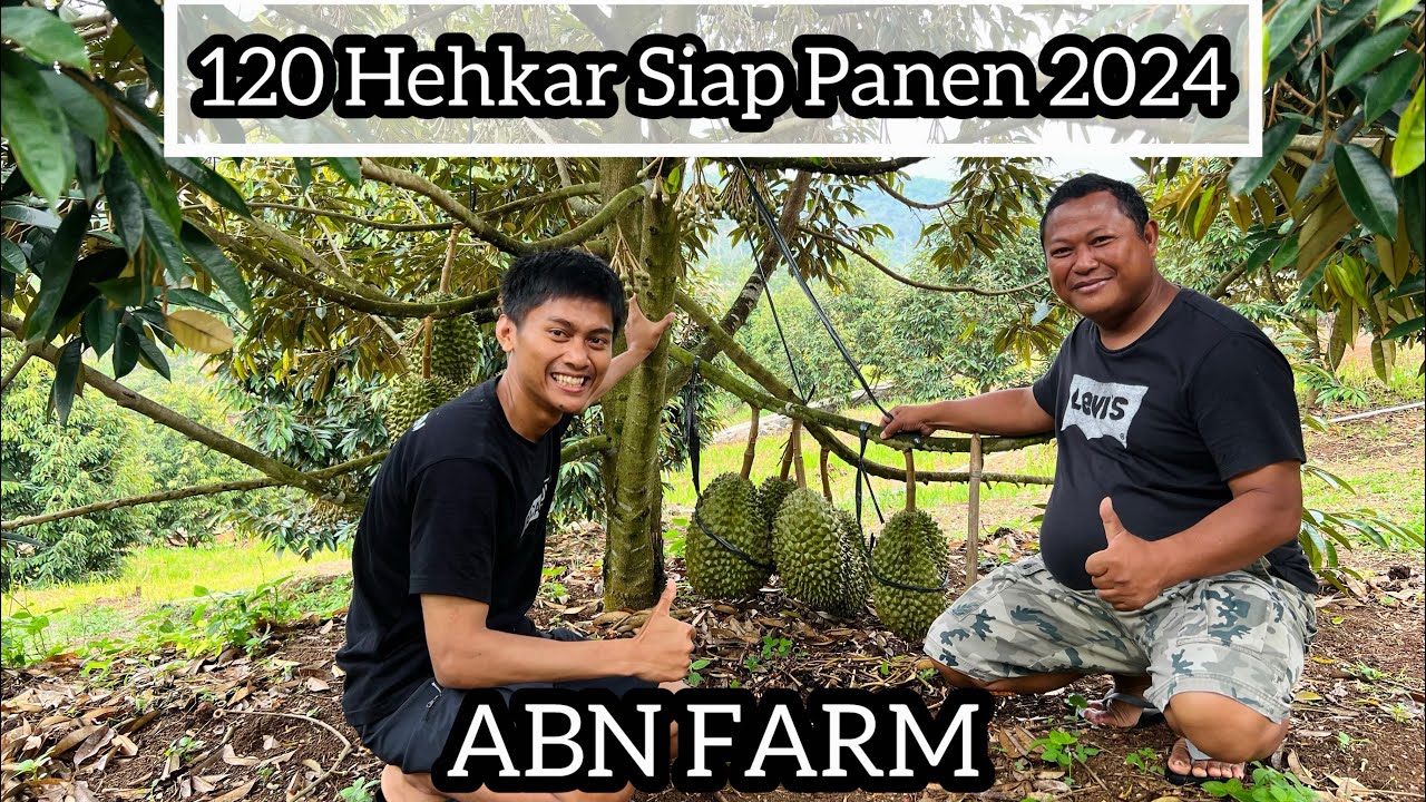 Kebun Durian ABN Farm Ciamis Siap Panen Raya 2024 | Luas 120 Hektar ...