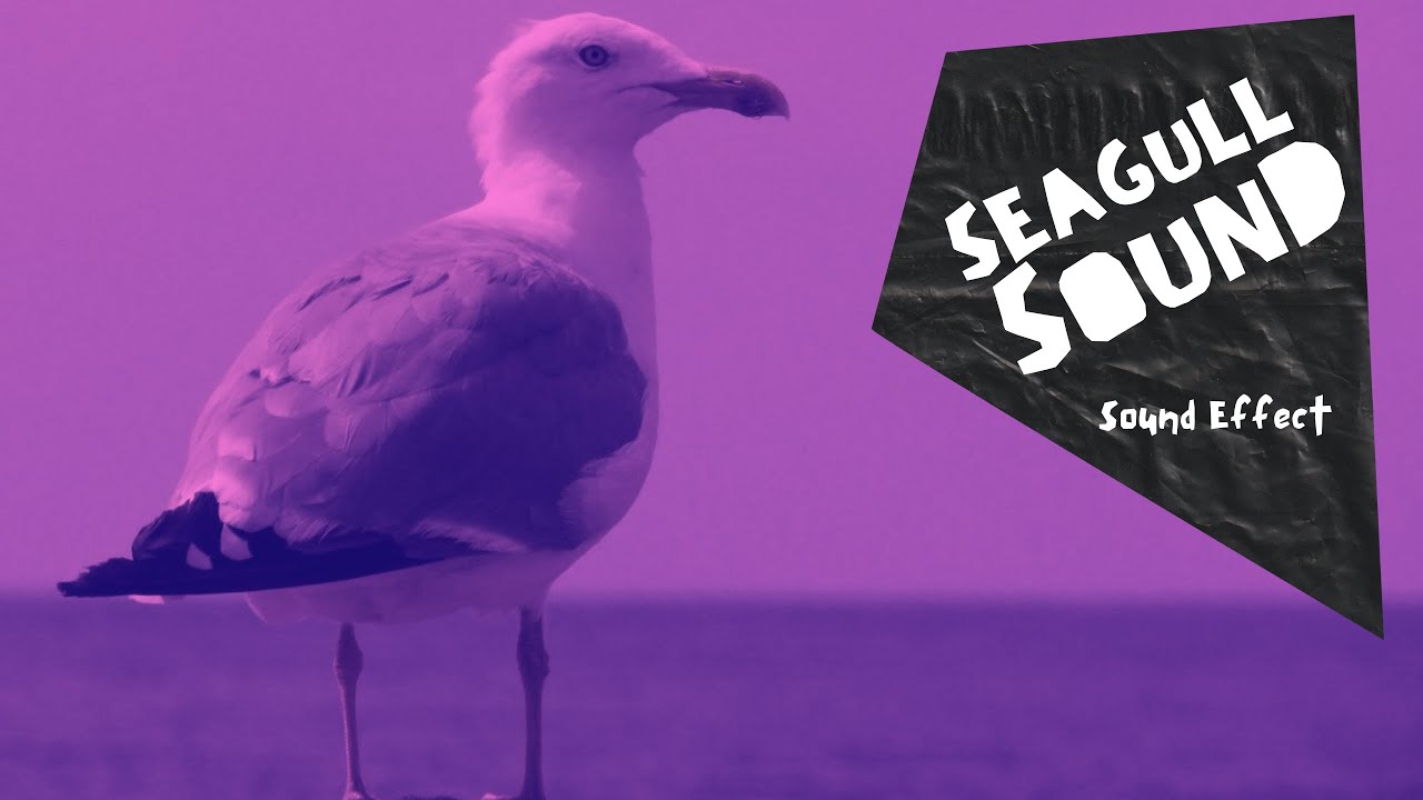 Seagull - sound effect - no copyright (HQ) - YouTube