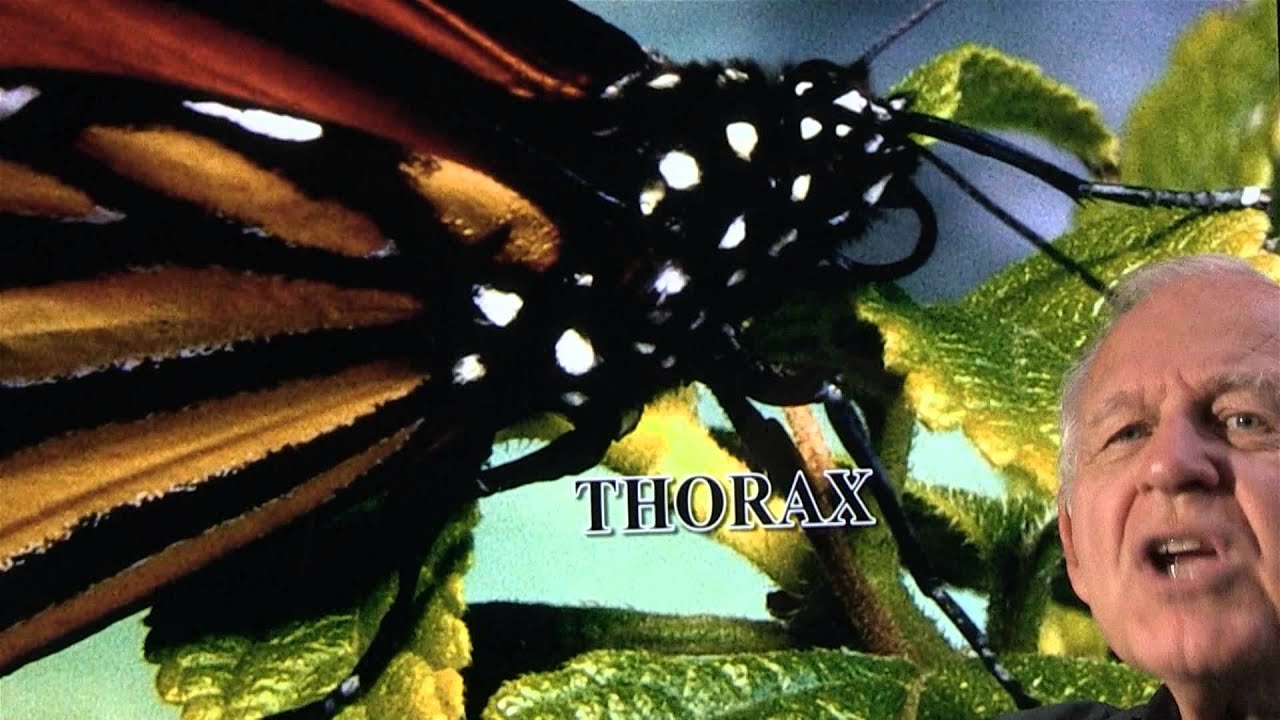 007 MONARCH ADULT EXTERNAL ANATOMY 4B 1 - YouTube