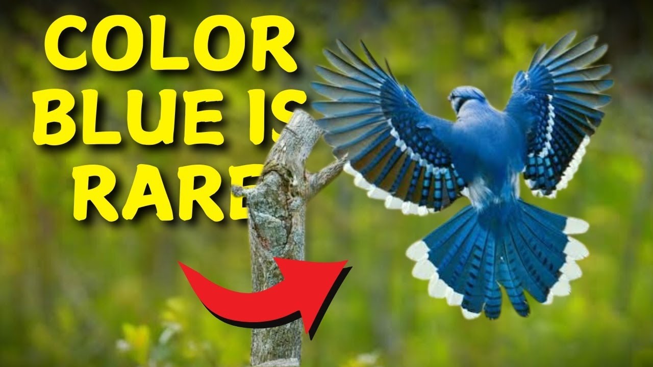 Why the Color Blue Is Rare in Nature - YouTube