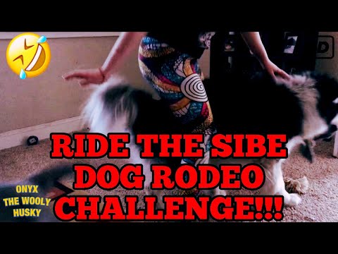 Dog riding! Dog Rodeo Challenge!