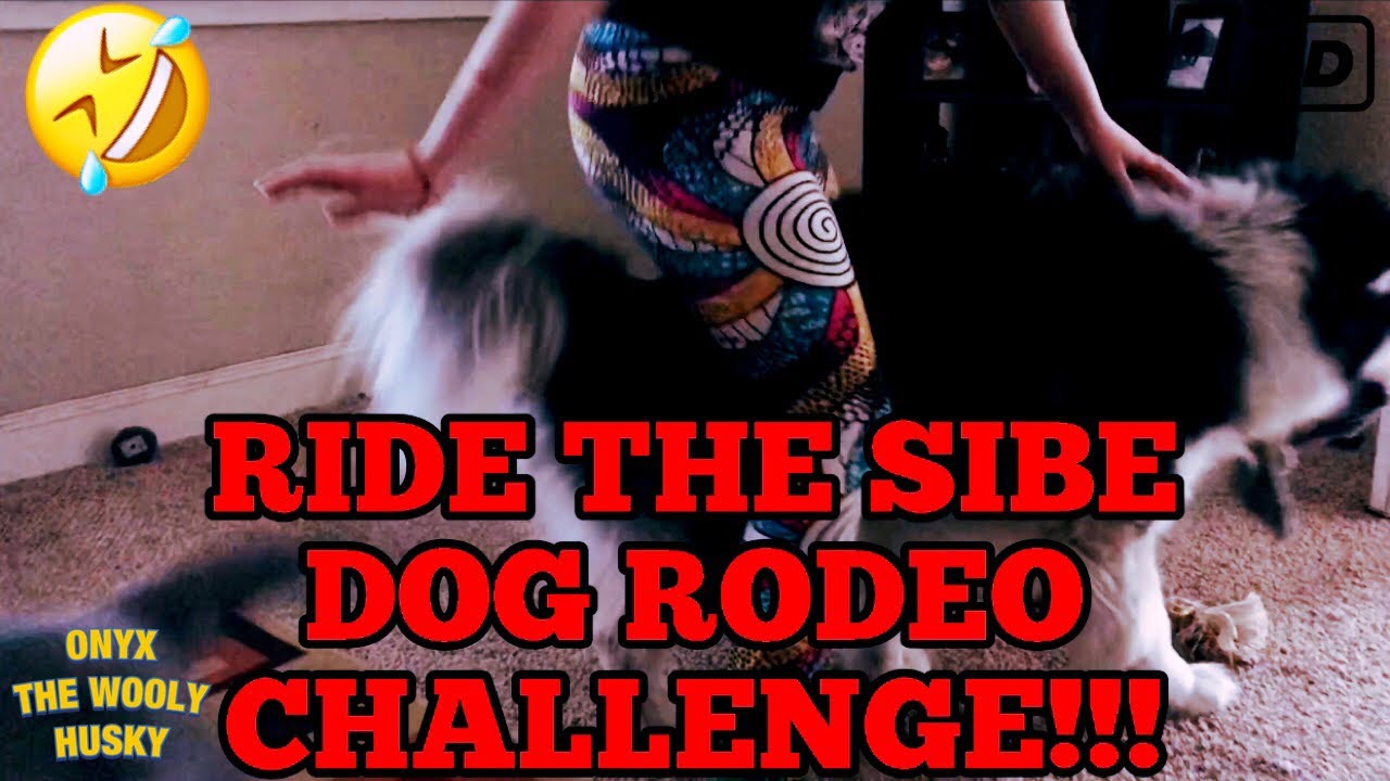 Dog riding! Dog Rodeo Challenge! - YouTube
