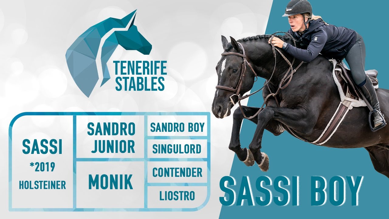Sassi Boy, 5y old Holsteiner premium stallion by Sandro Junior, hunter, jumper, EQ - YouTube