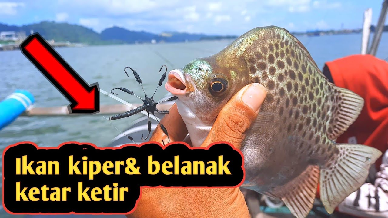 Mancing ikan kiper bonus ikan belanak - YouTube