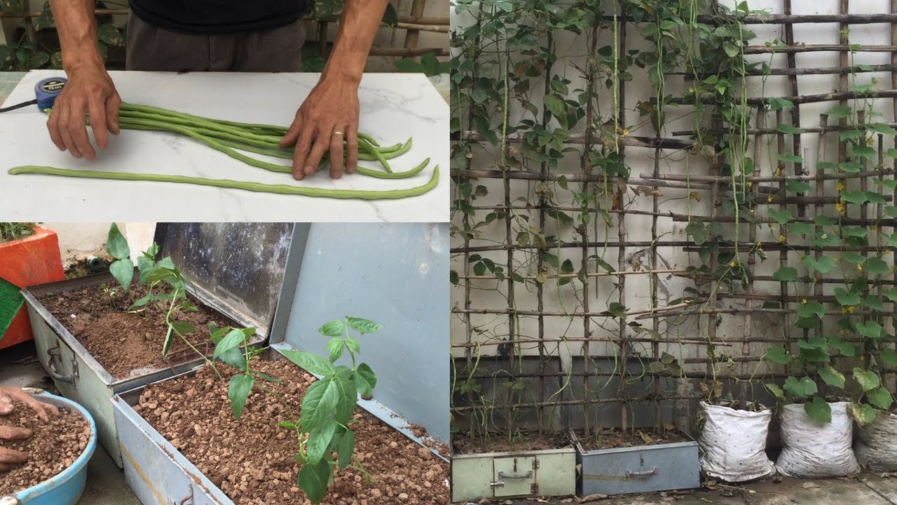 How To Grow Cowpeas To Produce a Lot Of Fruit At Home - YouTube