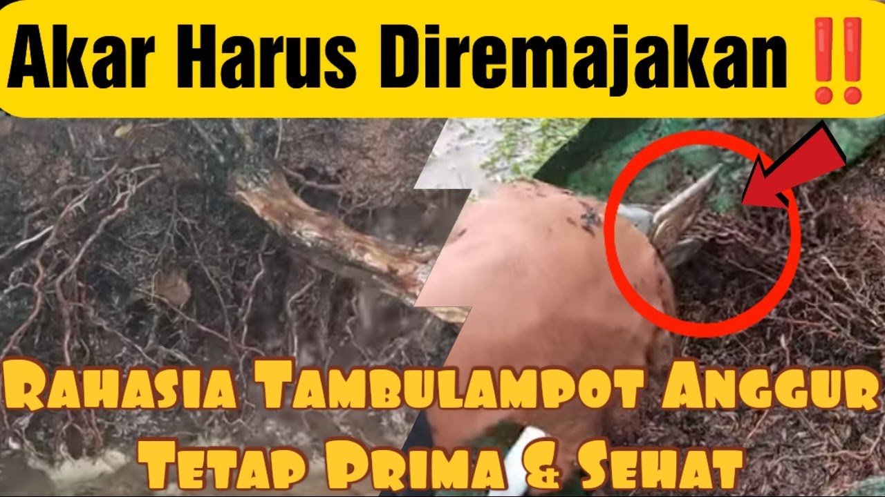 Cara Yang Tepat Menjaga Akar Anggur Tetap Maksimal Menyerap Nutrisi‼️ ...