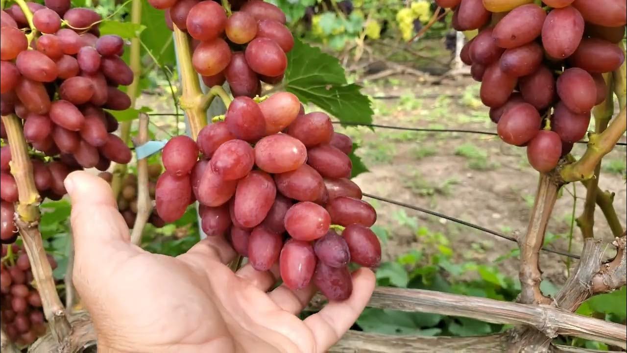 Огляд ( балачки 🤠) деяких г.ф. винограду на ваше прохання 10.08.23 ...